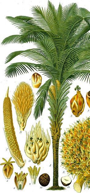 Salud intestinal con el uso de ingredientes no convencionales