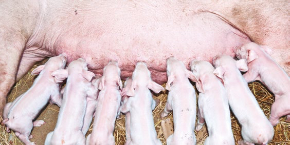 Mejora de robustez y productividad de cerdas muy prolíficas bajo estrés ...
