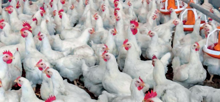 Stevia an effective natural additive in poultry farming?