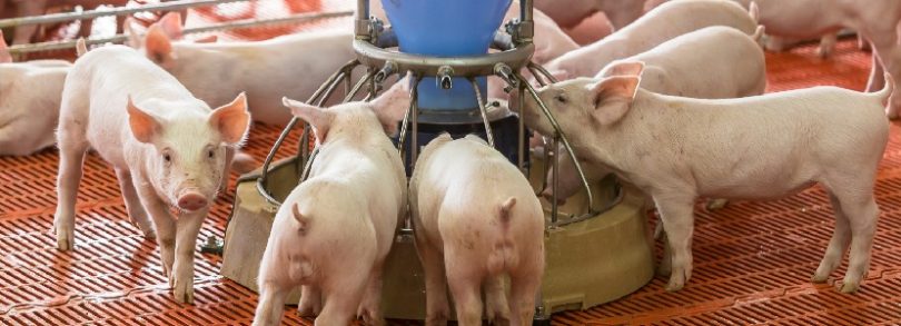 The Crucial Role of Vitamins in Livestock Nutrition