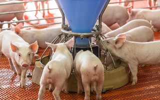 Optimizing pig nutrition for enhanced resilience