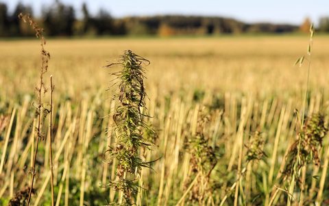 Hemp: A potential and controversial feed ingredient