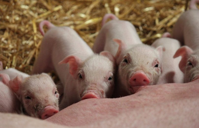 Artificial milk supplementation with increased wheat levels in piglets