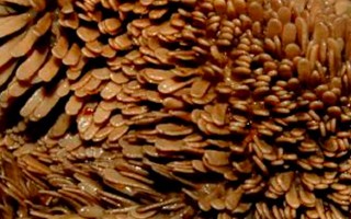 Rumen microbiota modifications through fiber supplementation in calves