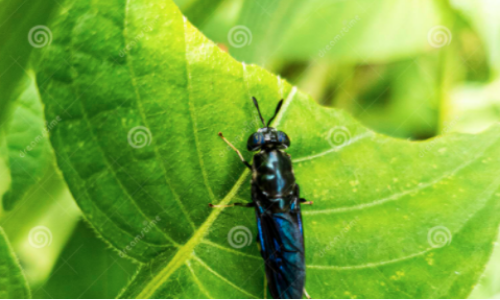 Insect production farms a growing industry with Dutch and Danish players