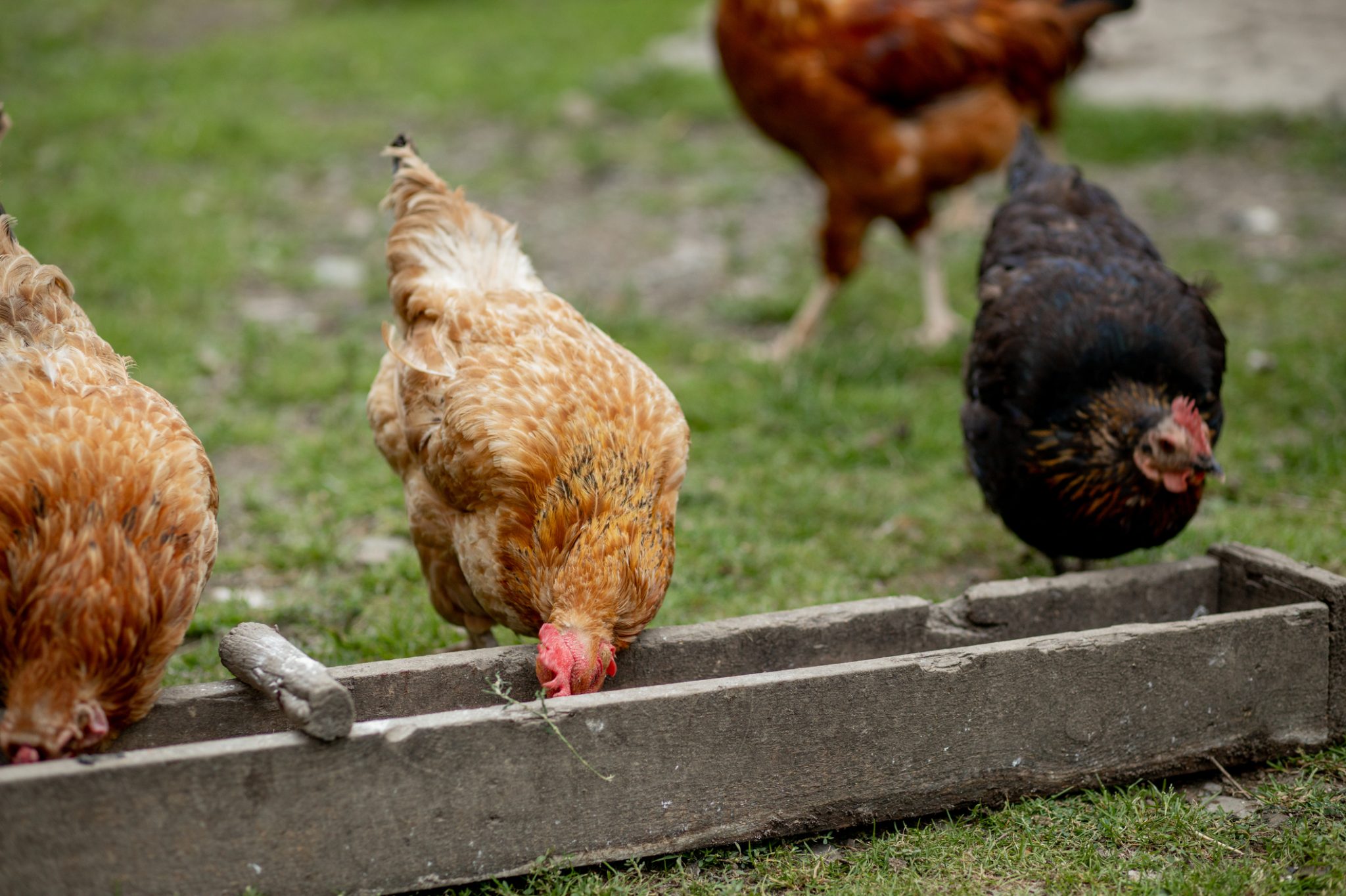 Azolla as a feed alternative in livestock, poultry and fish nutrition