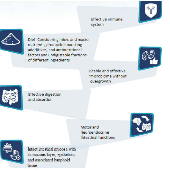 Intestinal health in piglets