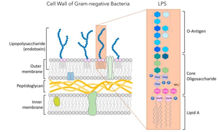 Ruminal acidosis. What changes does it entail?