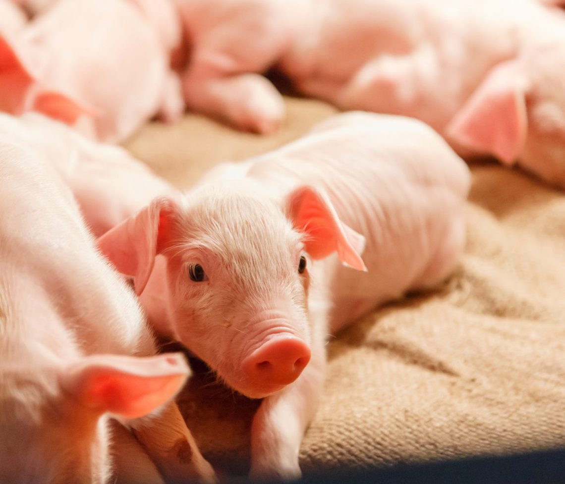 Dietary fiber supplementation in sows: Influence on fetal growth
