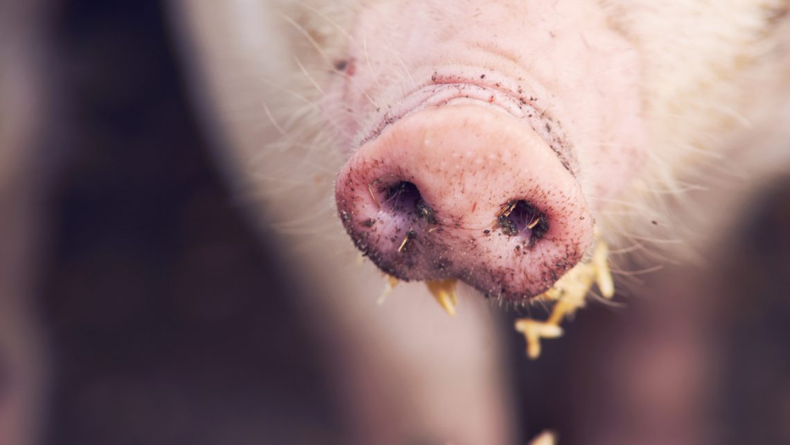 Insects in swine nutrition