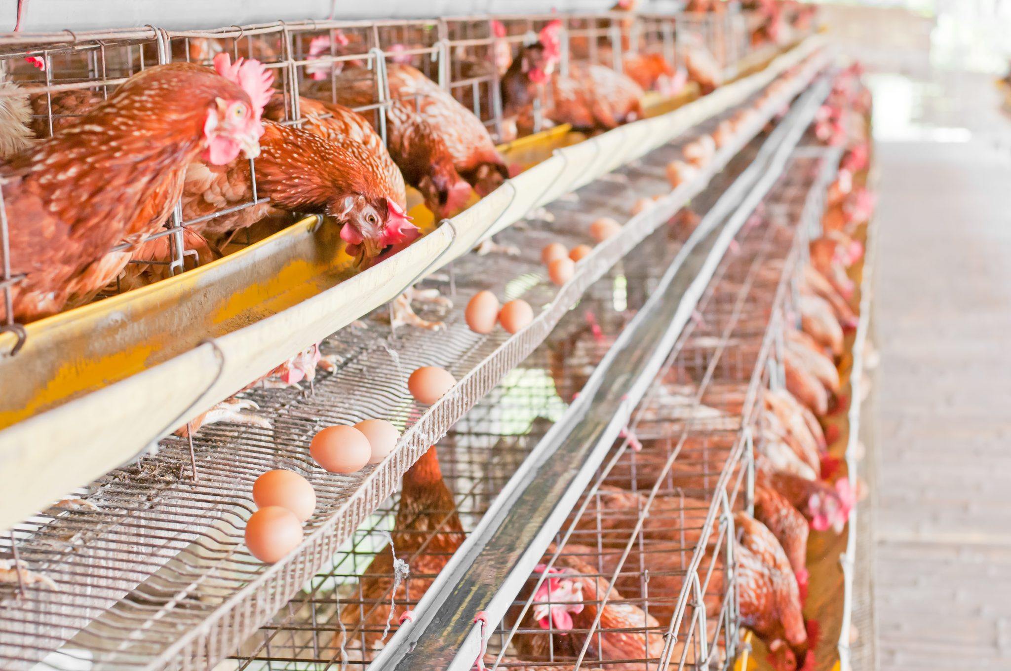 la nutrición de gallinas ponedoras