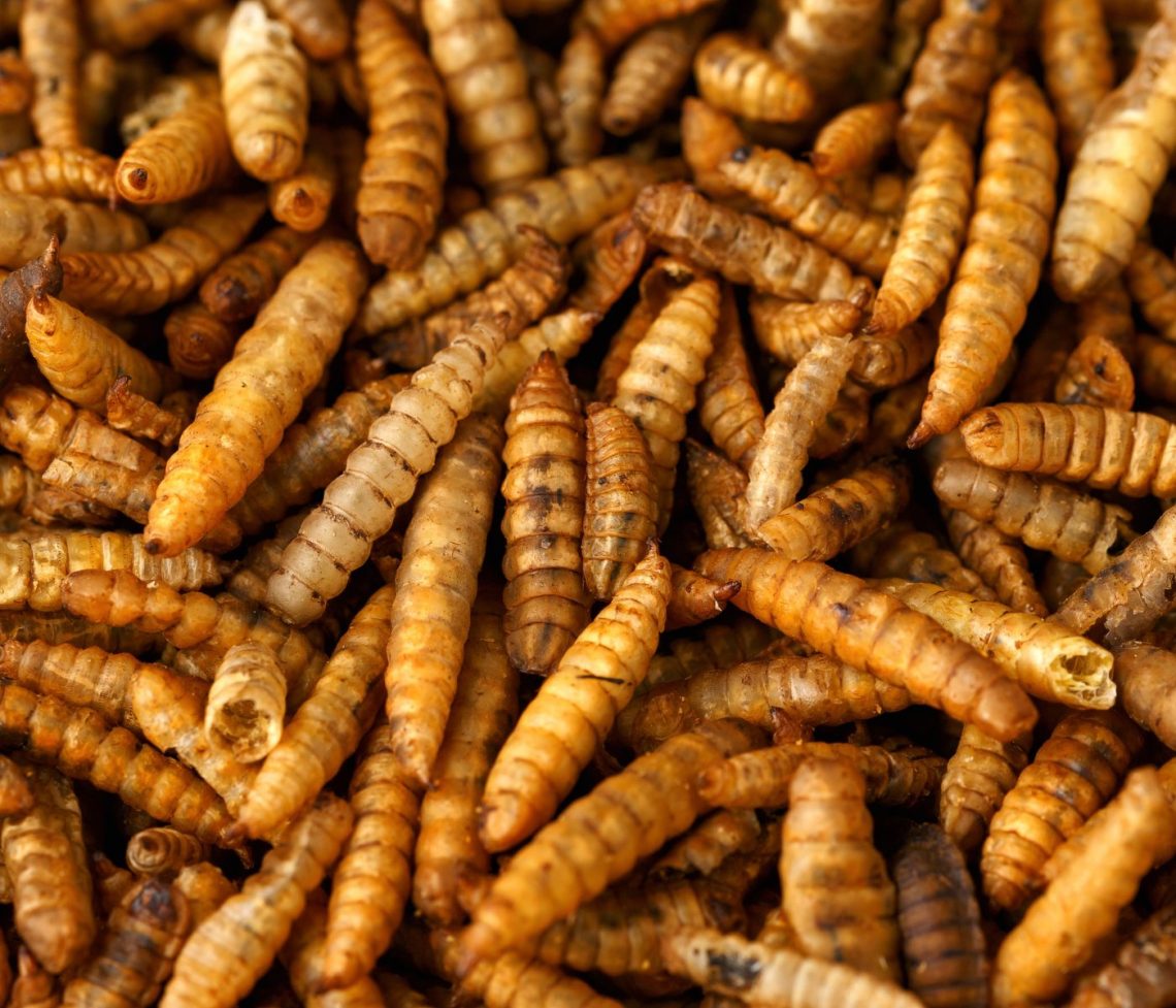 Ingredientes atípicos para las dietas de cerdos y pollos