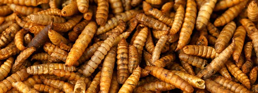 Building the future of sustainable farming: Insights into the BSF industry
