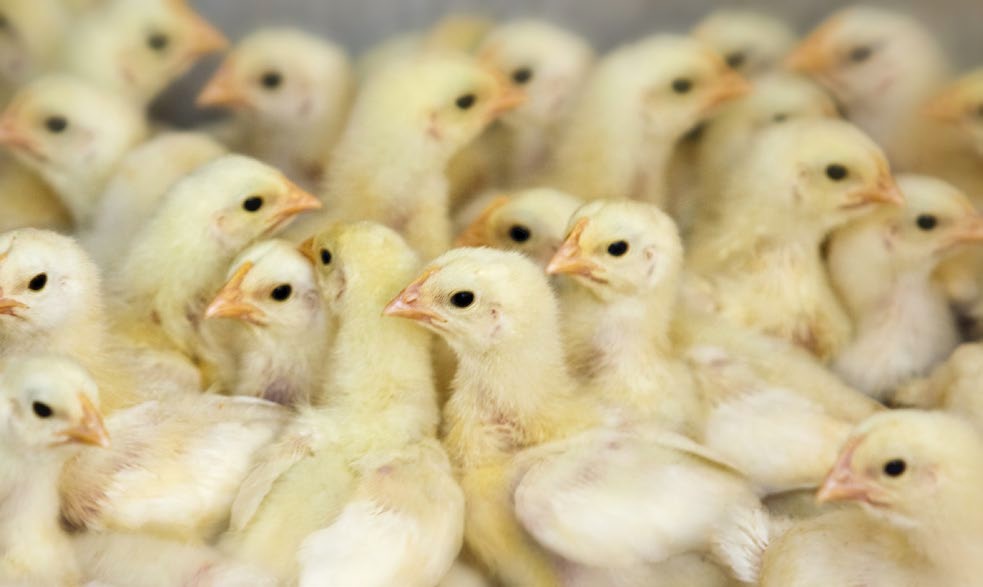 ProPhorce™ SR vs antibióticos promotores de crecimiento