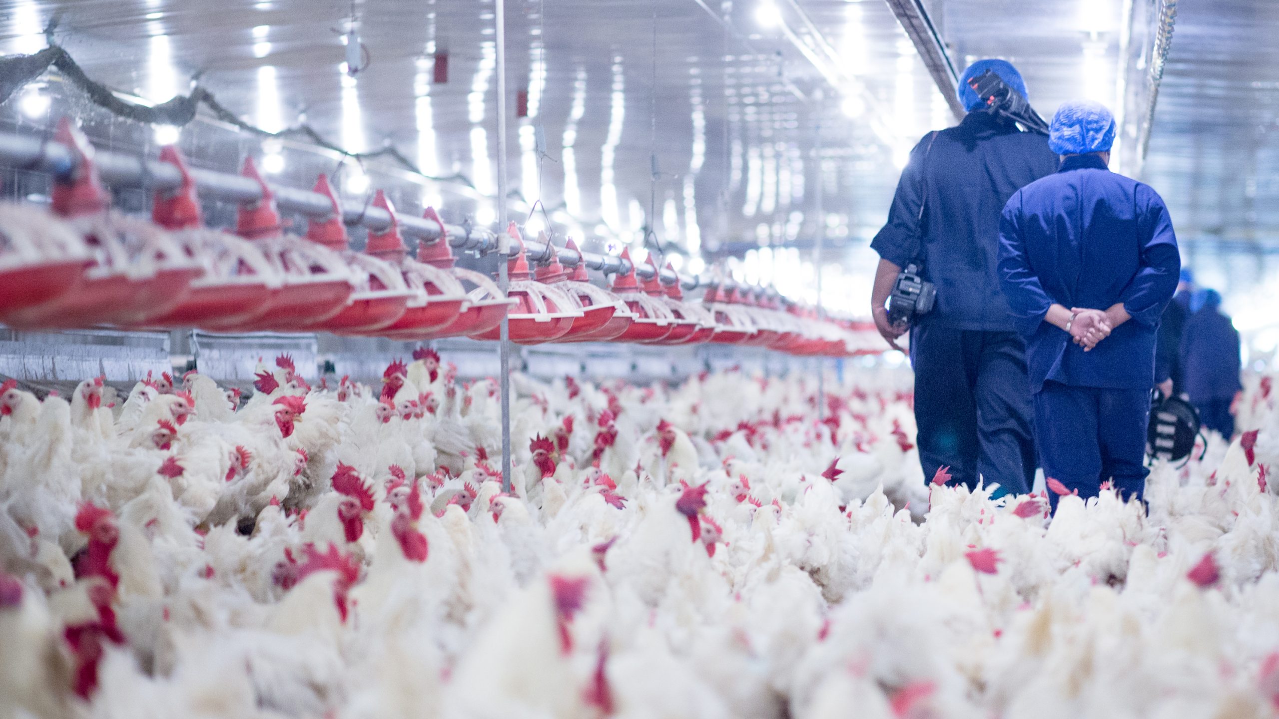 Study links nutrient segregation to chicken performance - nutriNews, la ...