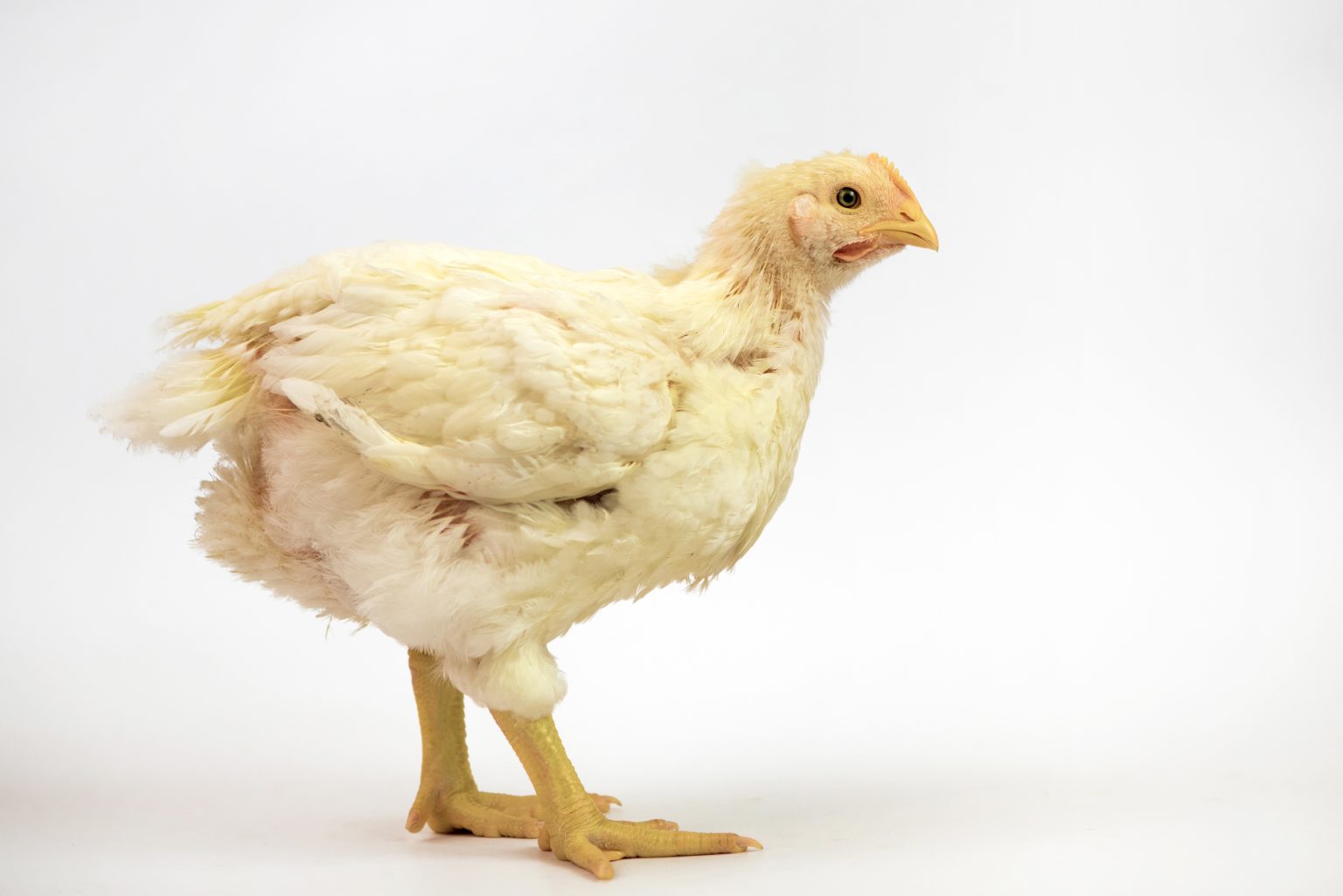 Betaine use in broiler diets