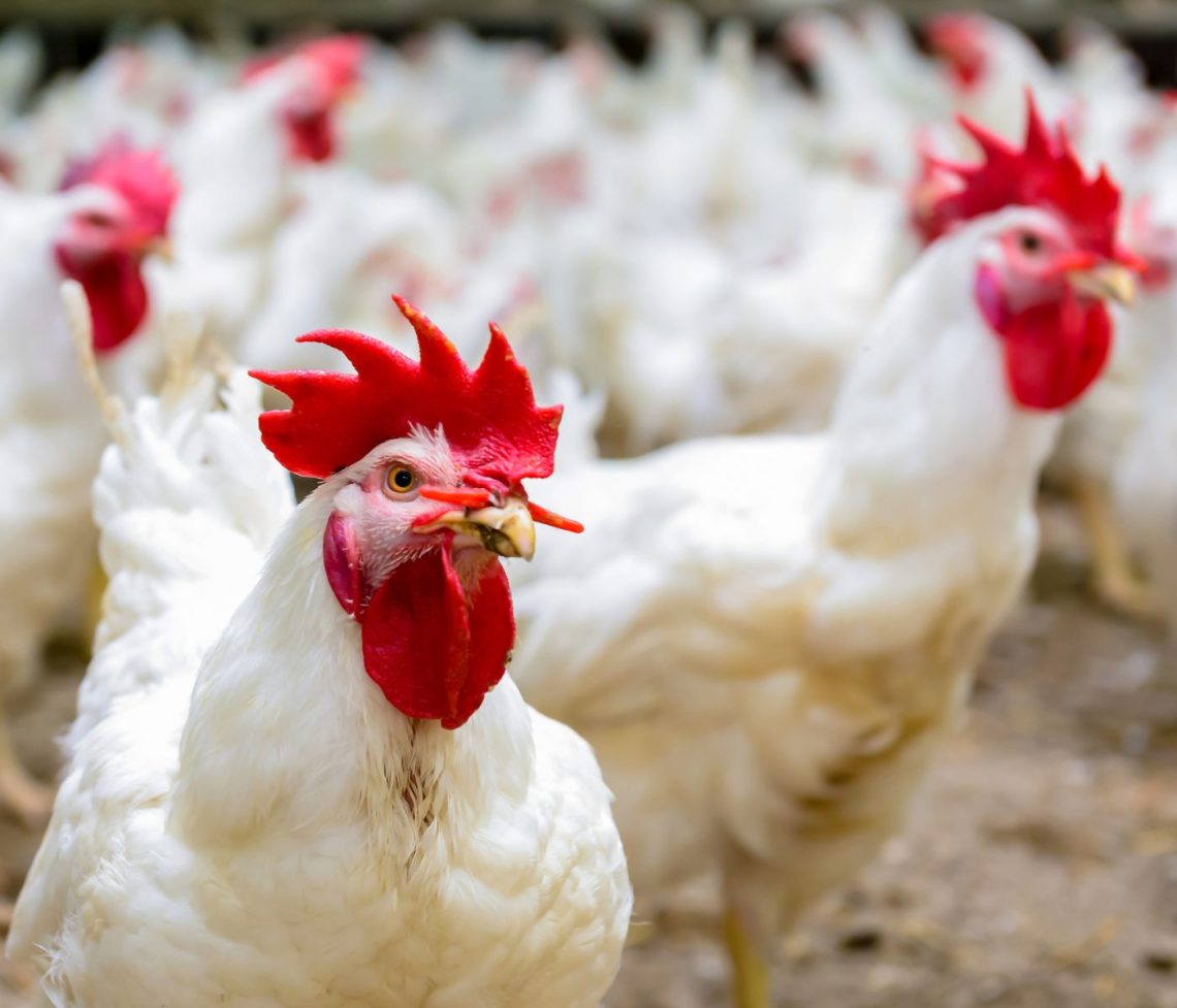 Broiler Intestinal Health and Disease