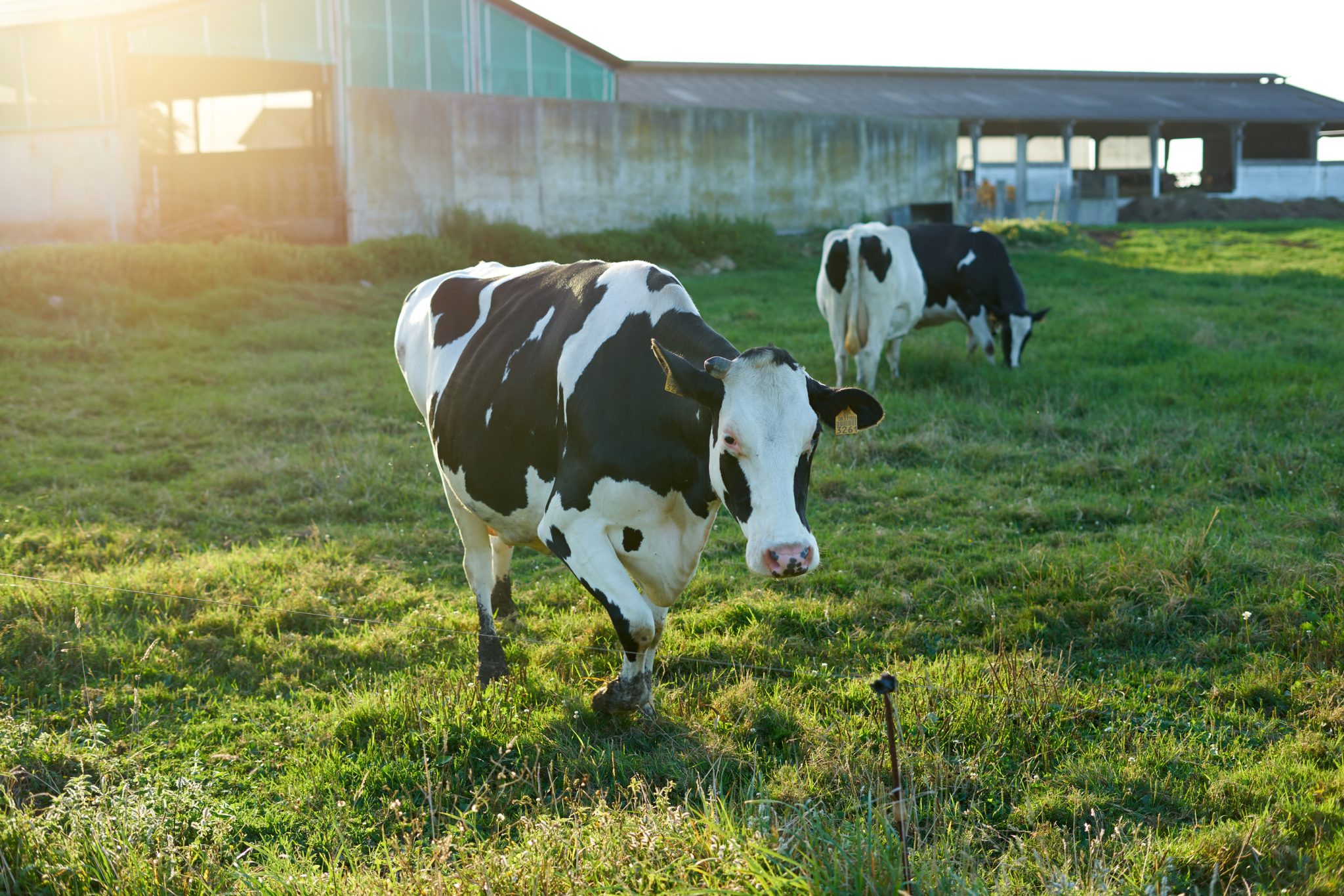 Seaweed: a potential fodder alternative for cows in arid climates?