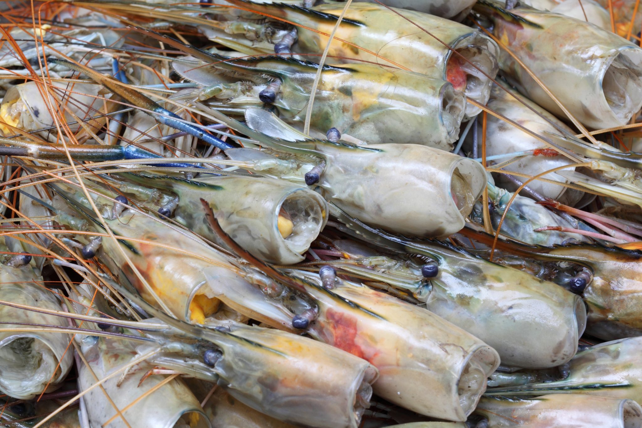 Seaweed: a potential fodder alternative for cows in arid climates?