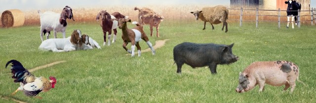 Mechanistic Nutrition Models: Paving the Way for Sustainable Food ...