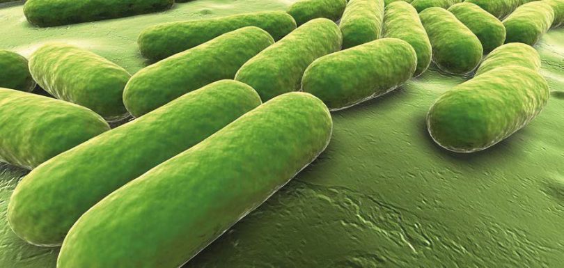 A Germinação e Atividade do Alterion ® são visíveis dentro das aves