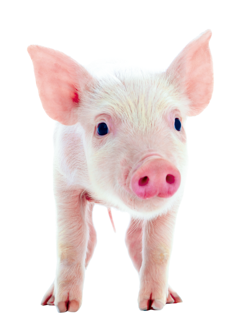 Conservar reservas corporales aumentando el rendimiento y eficacia de ...