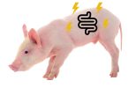 Dietary lipids and their relationship with pig immune function!
