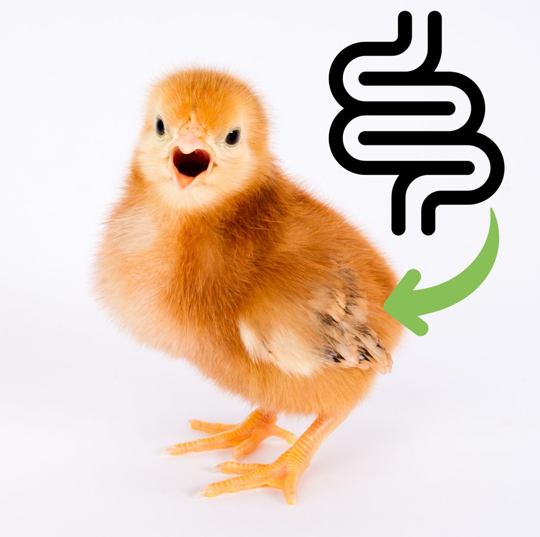 Broiler Intestinal Health: Understanding the importance of biomarkers