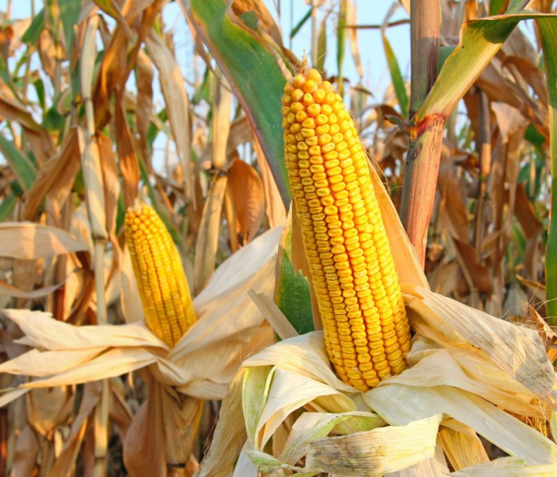 Understanding Corn Variability: PART I