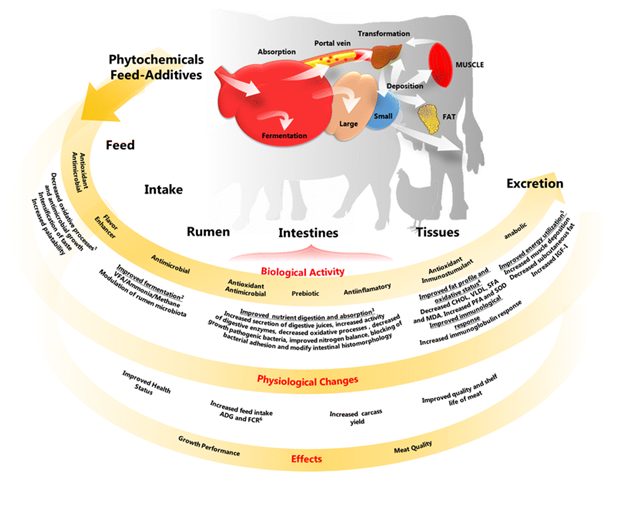 Phytochemicals. A review of their potential benefits in animal production