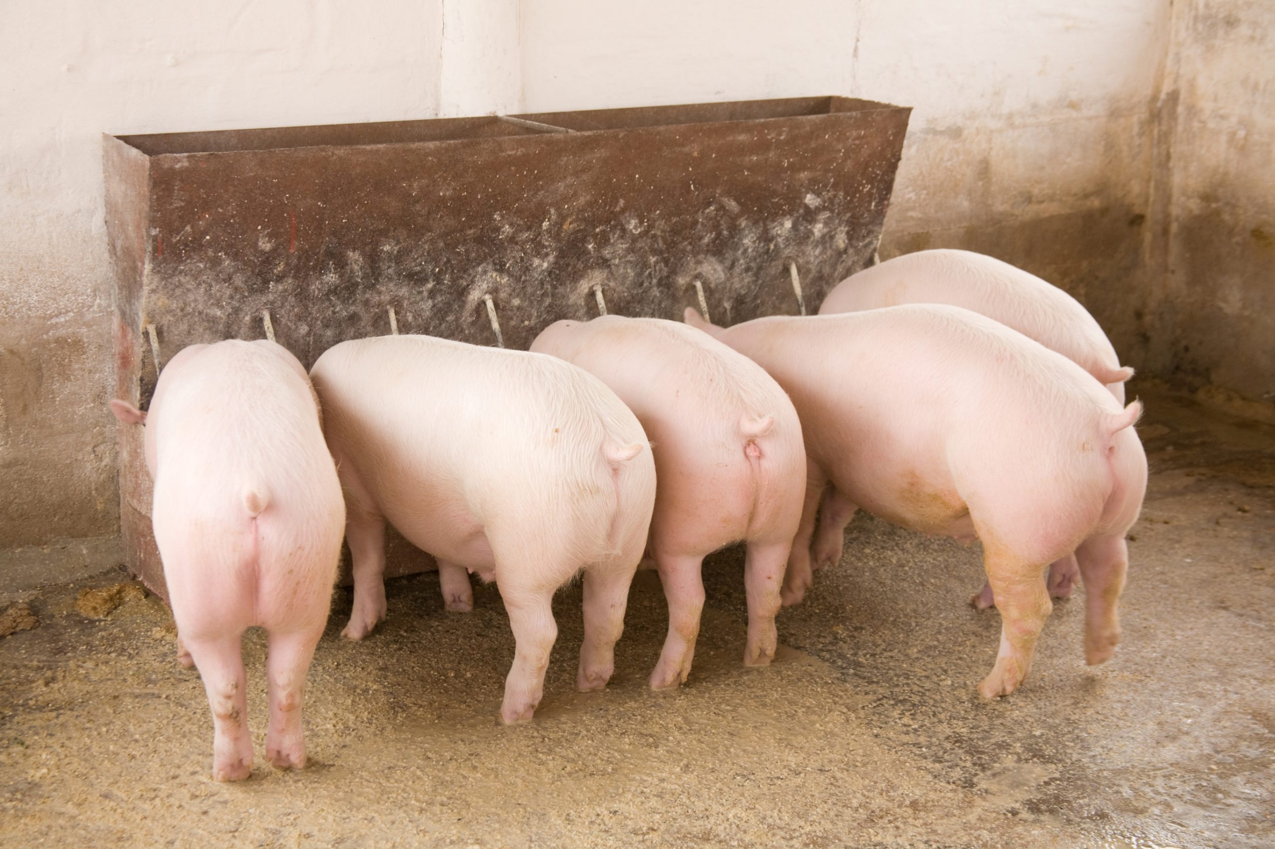 Nutritional strategies boost pig health against disease challenges ...
