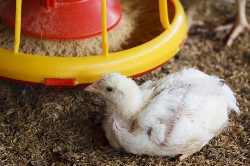 Enviva Pro: Compatible con niveles de Axtra PHY