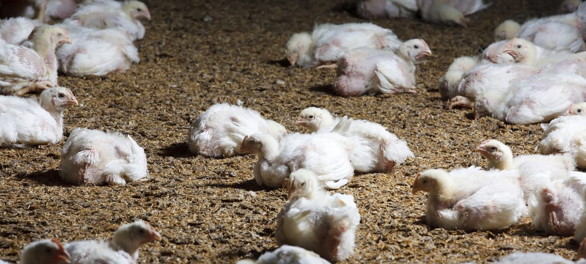 Enviva Pro: Compatible con niveles de Axtra PHY