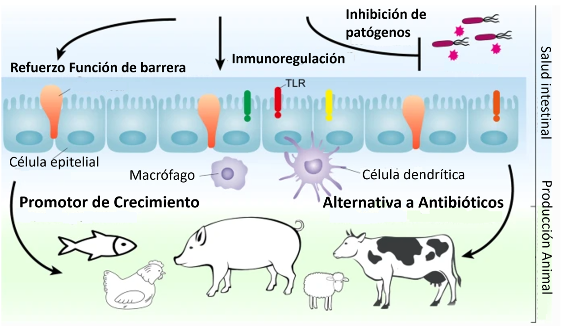 ¿Qué son los Postbióticos?