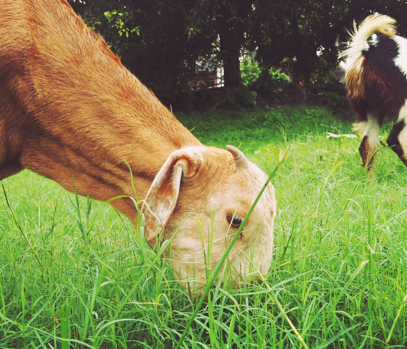 Leia os principais temas voltados para a nutrição animal