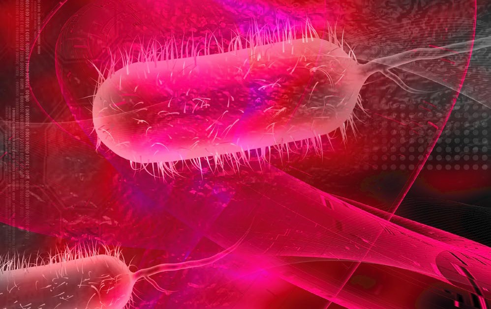 Toyocerin en producción animal: la experiencia es un