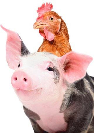 Tannin inclusion for monogastric animal diets