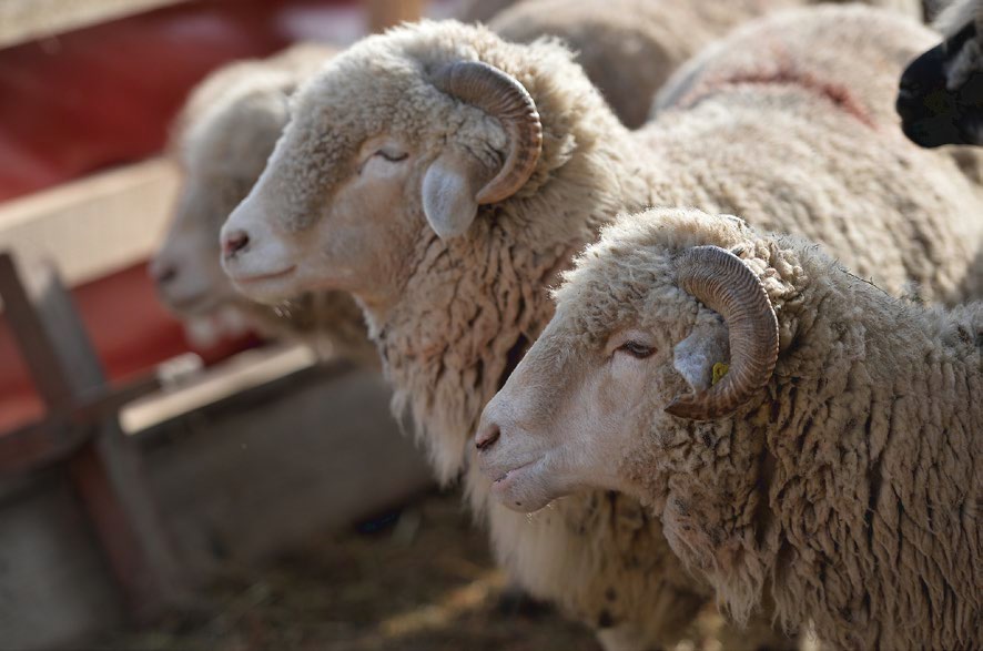 Toyocerin en producción animal: la experiencia es un