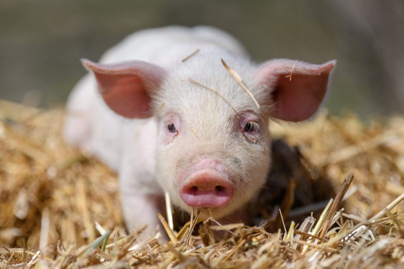 The importance of Transition Nutrition for Sows and Piglets