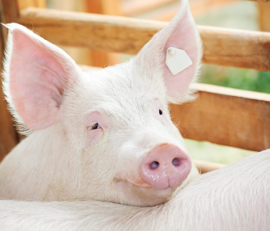 Dietary inclusion of high oleic soybean oil in fattening pigs