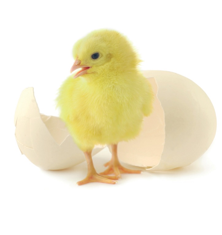 Efeito do jejum pós-eclosão em pintos de corte