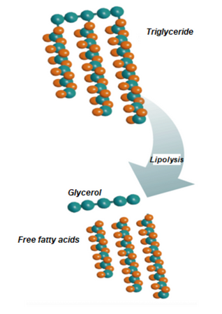 Dietary fat and its influence on rumen microbiota. Part I