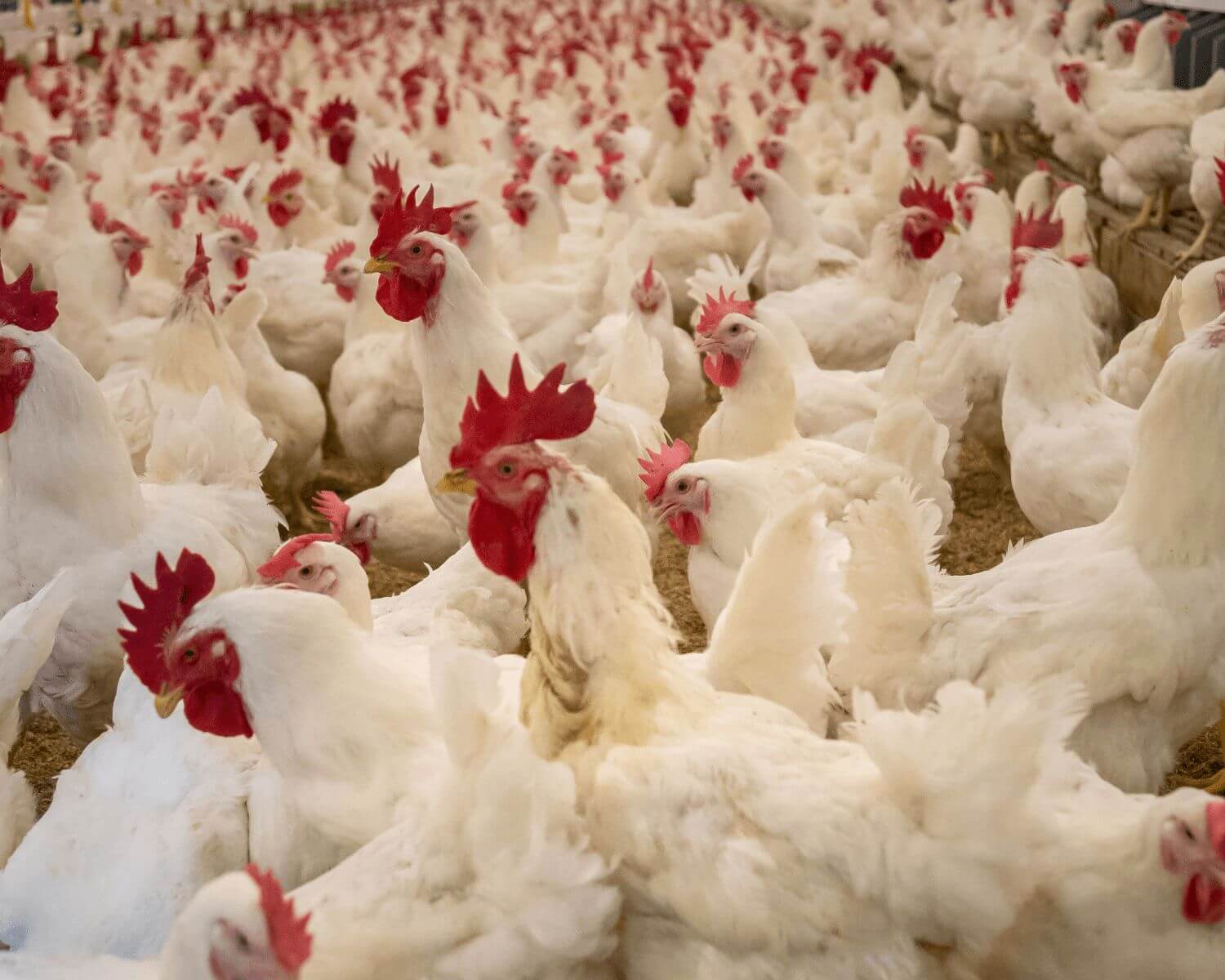 Mercado de frango de corte, passagem de agosto para setembro