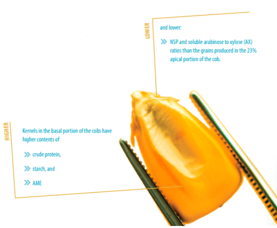 Understanding Corn Variability Part I