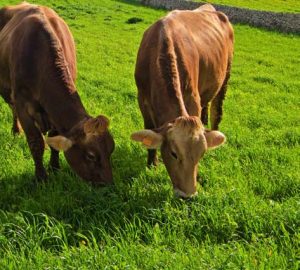 Methane and the biogenic carbon cycle