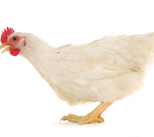 grasas de origen animal