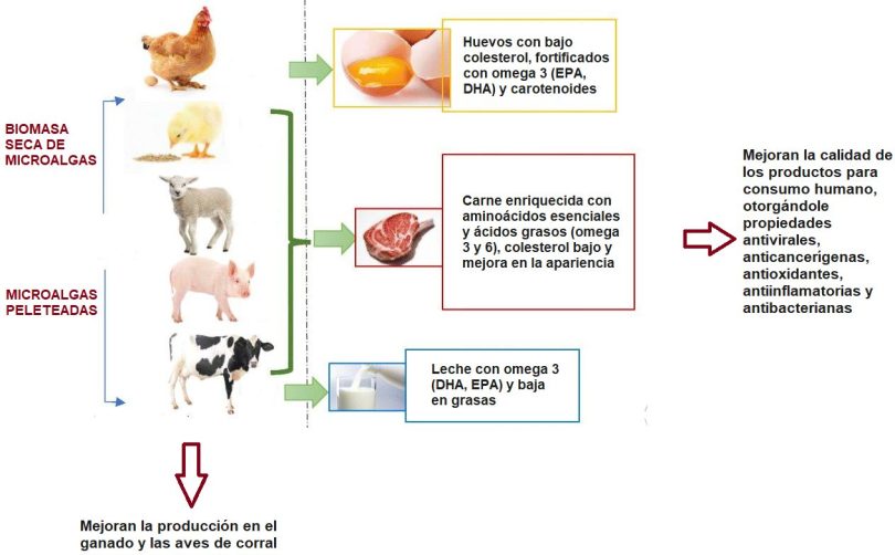 Microalgas: una materia prima alternativa prometedora