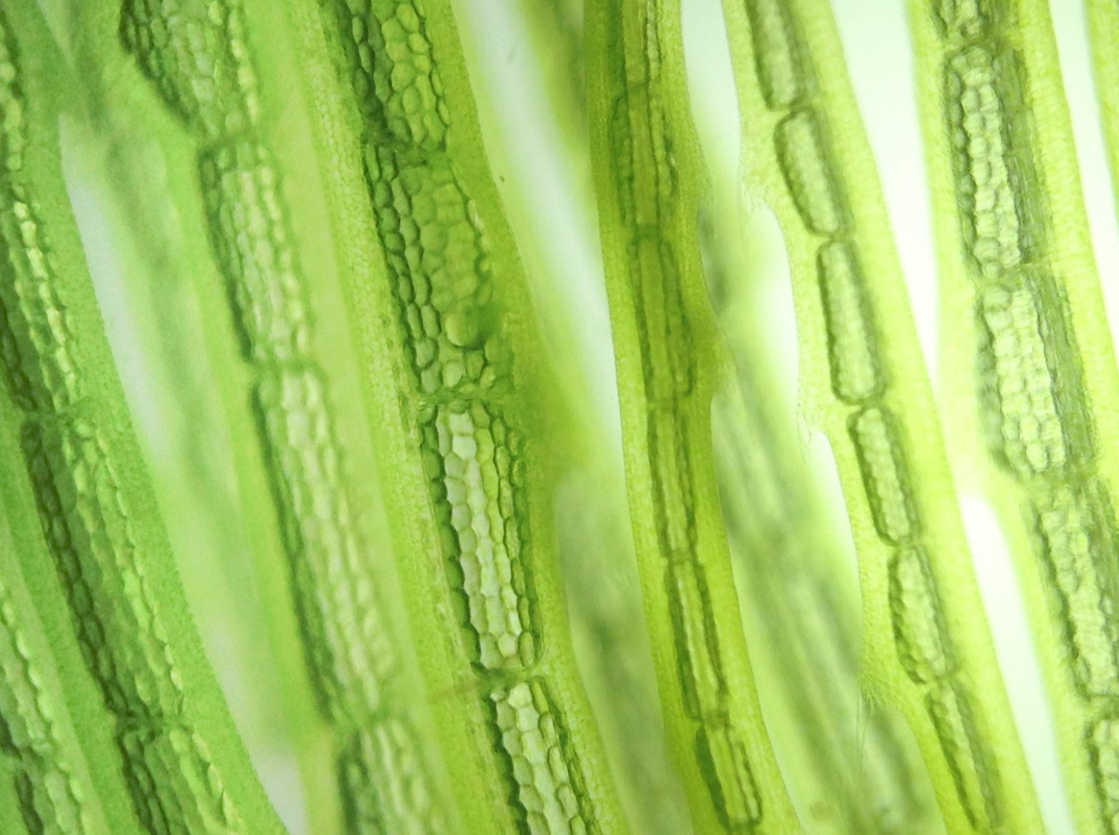 Microalgas: una materia prima alternativa prometedora