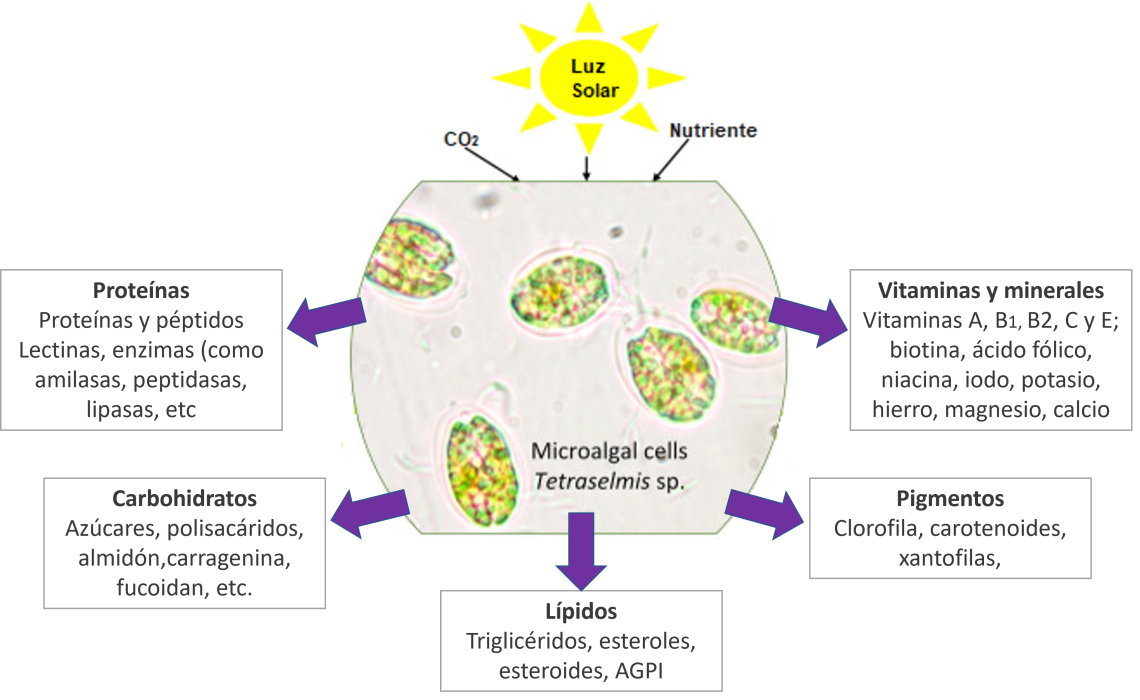 Microalgas: una materia prima alternativa prometedora