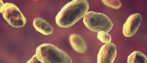 Ileítis y disentería enfermedades de la microbiota